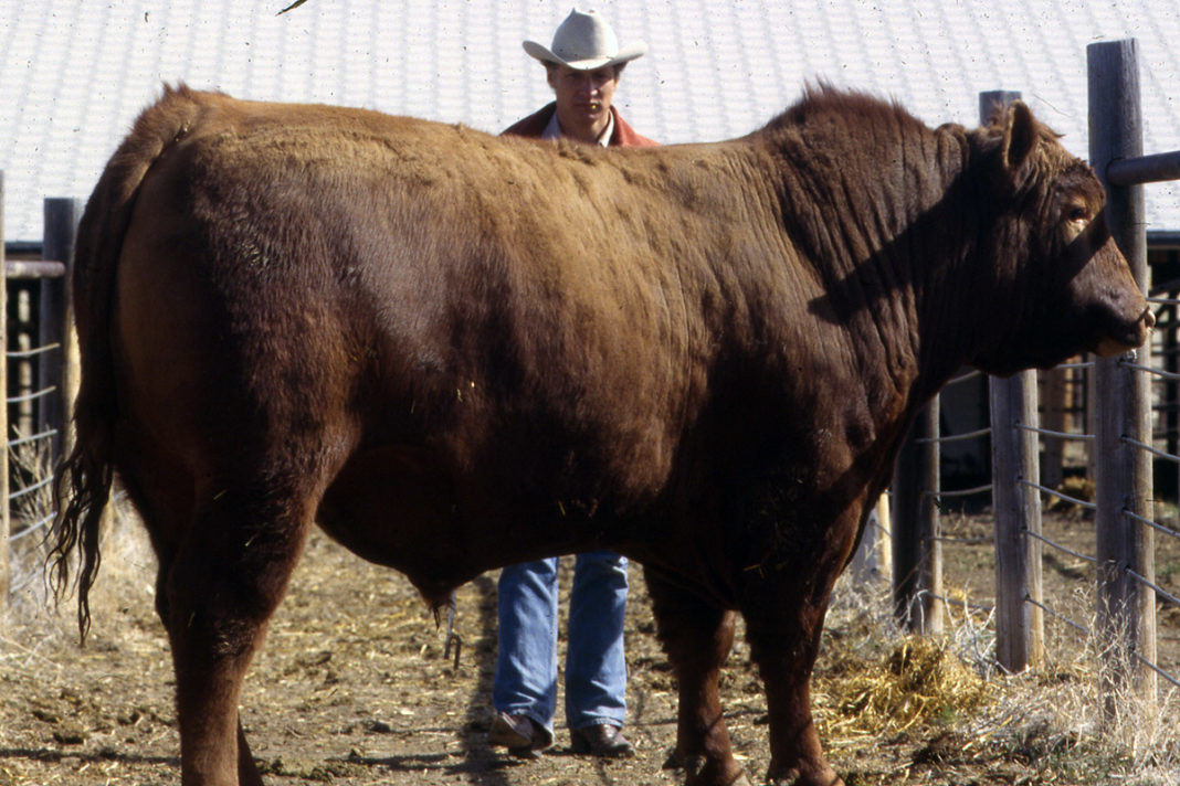 UN POCO DE HISTORIA - Casamú Angus Argentina
