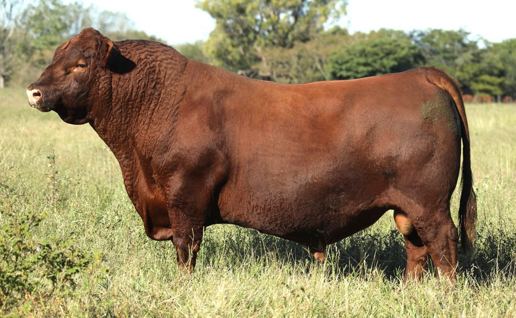 RUMI - Casamú Angus Argentina